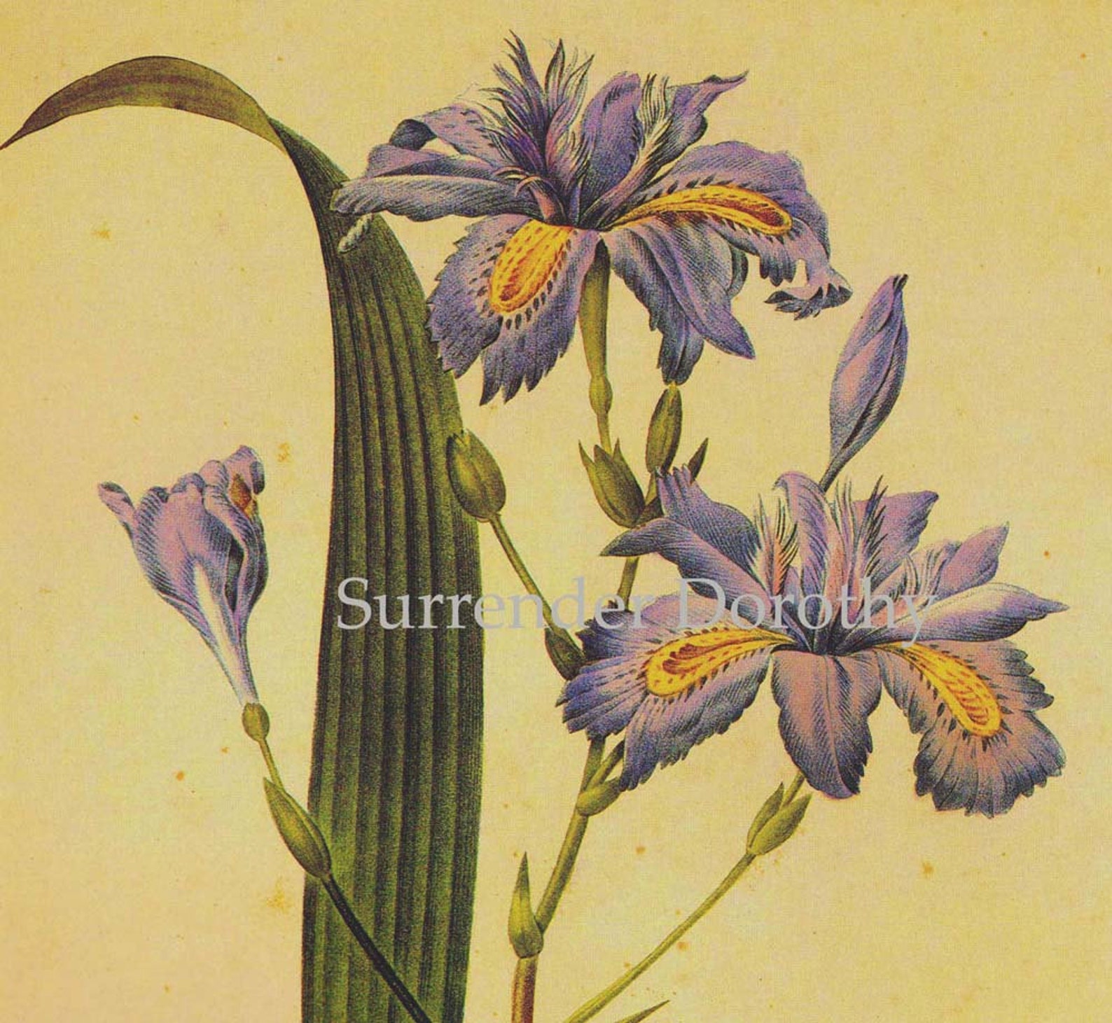 Japanese Iris Japonica Vintage Illustration Wild Flower | Etsy