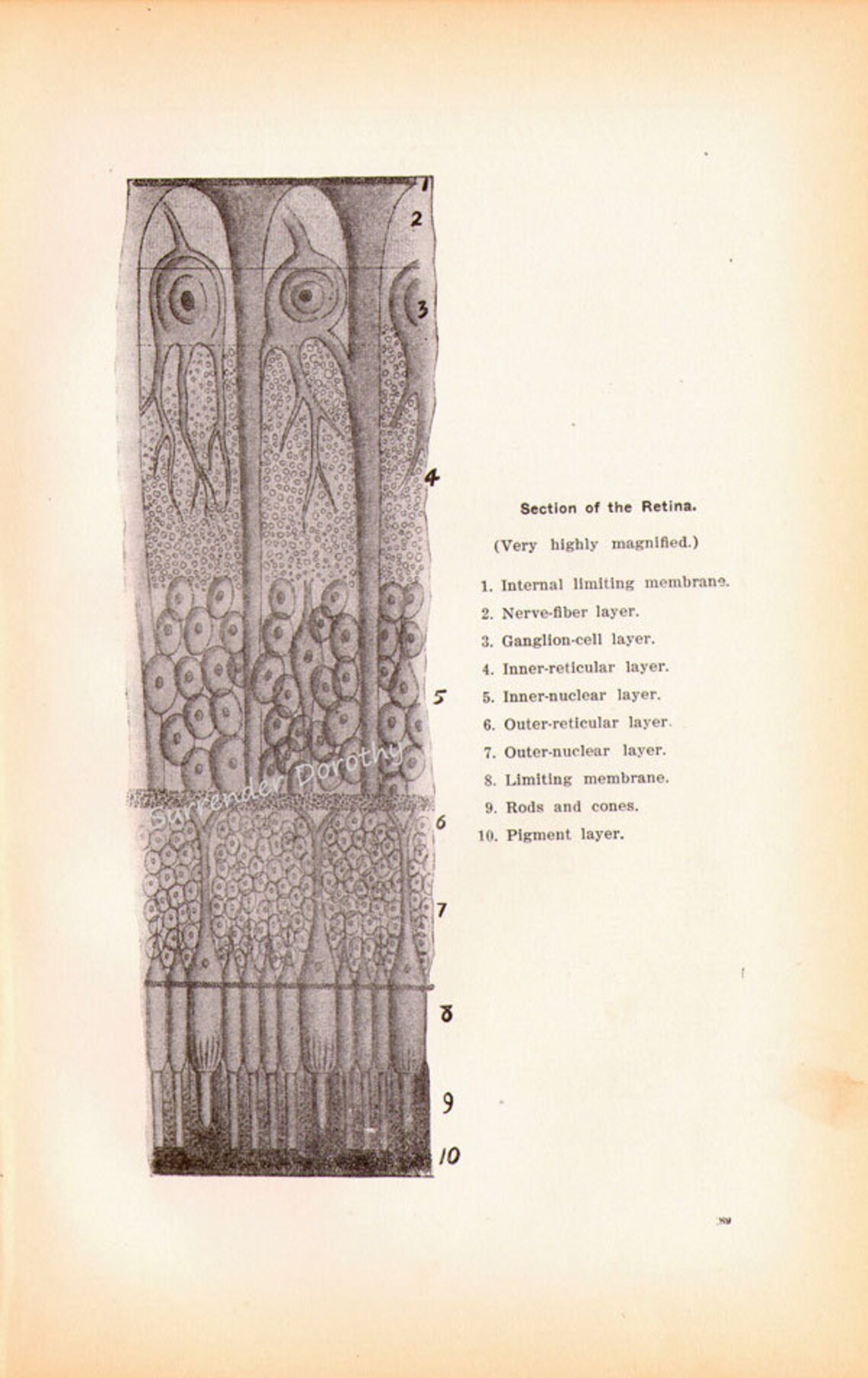 Retina Cross Section Human Eye Anatomy Chart 1920s Medical Illustration ...