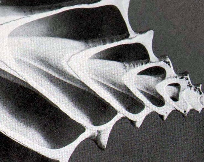 Chambered Conch Shell Strombus Gigas Fibonacci Spiral Edwardian 1905 ...