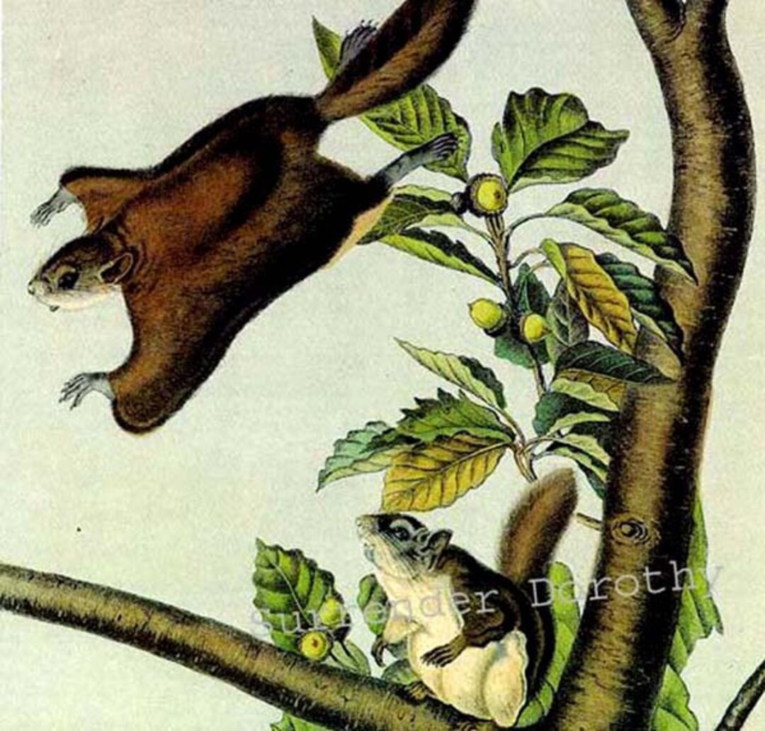 Oregon Flying Squirrel Audubon Vintage Wild Animal Lithograph Natural ...