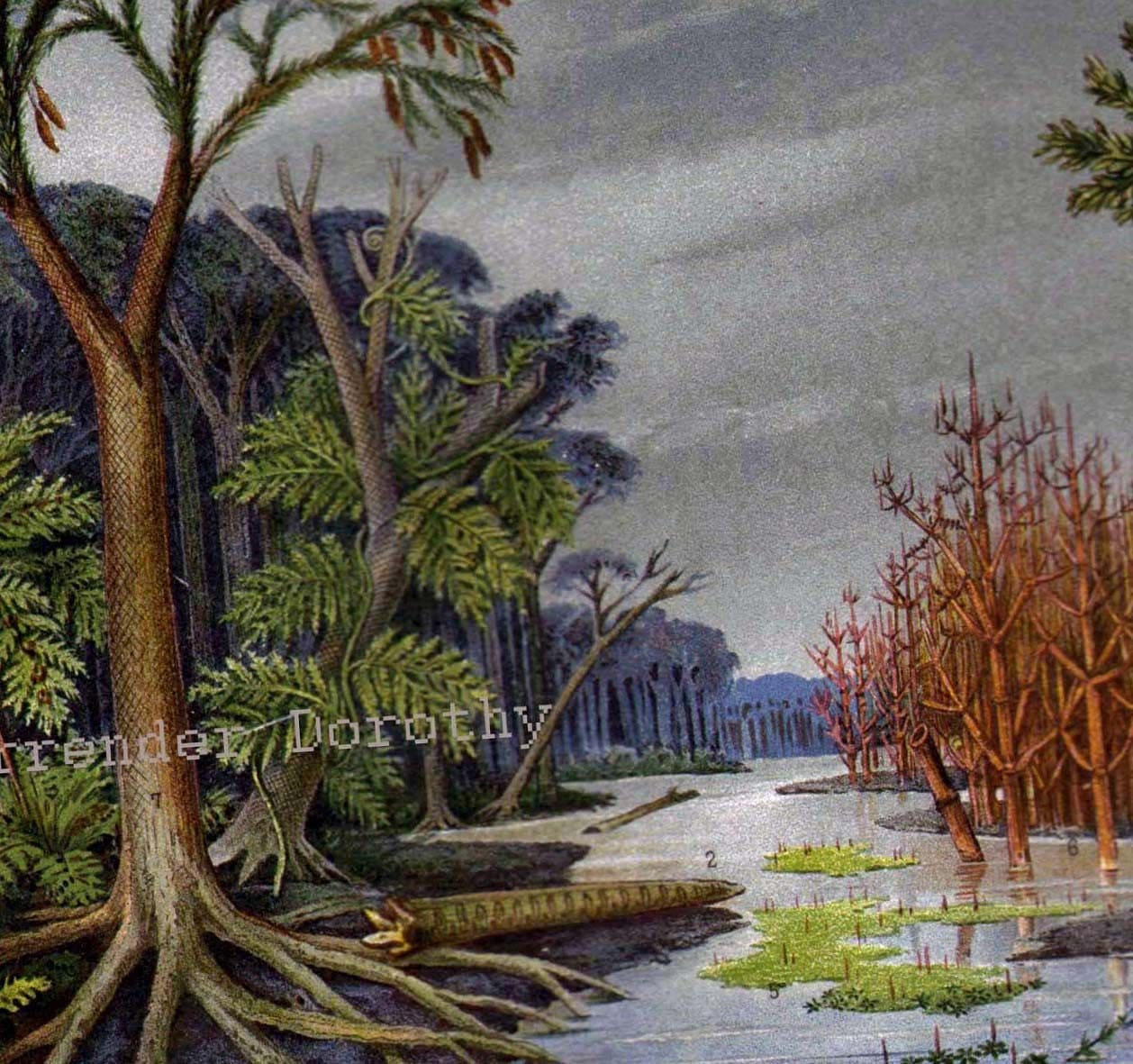 Devonian Period Ferns