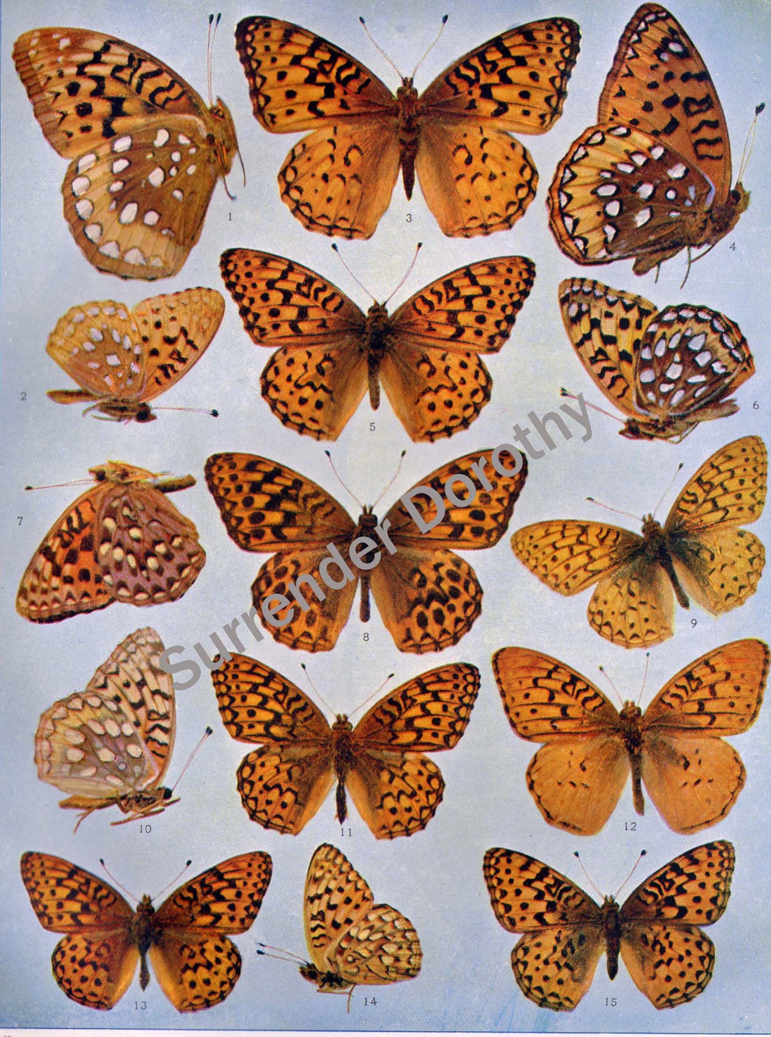 Argynnis Butterflies Entomology Chart Color Lithograph Natural | Etsy