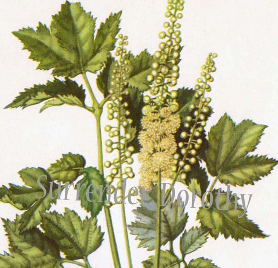 Black Snake-root Vintage 1950s Botanical Lithograph Art Print to Frame ...