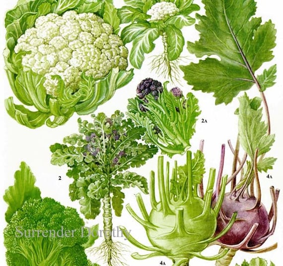 Chart Of Flowers With Vegetables