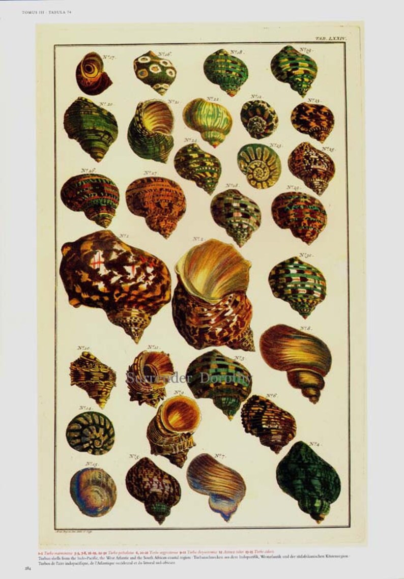 Turban Shells Indo Pacific & West Atlantic Seba Conchology Vintage ...