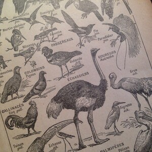 Birds Oiseaux French Dictionary Paris France Natural History | Etsy