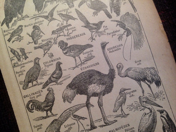 Birds Oiseaux French Dictionary Paris France Natural History | Etsy