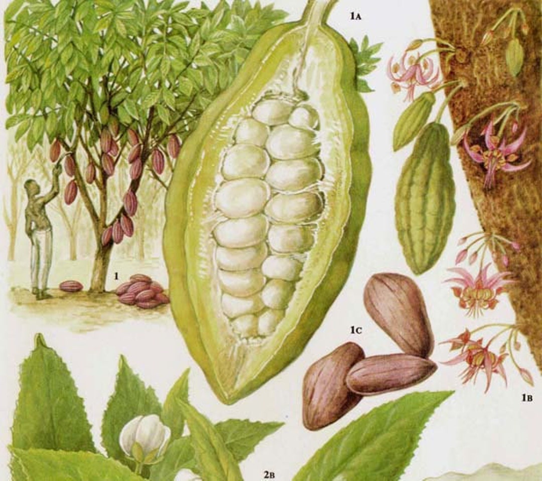 Cocoa Beans & Pods Chocolate Food Chart Vegetable Botanical Lithograph ...