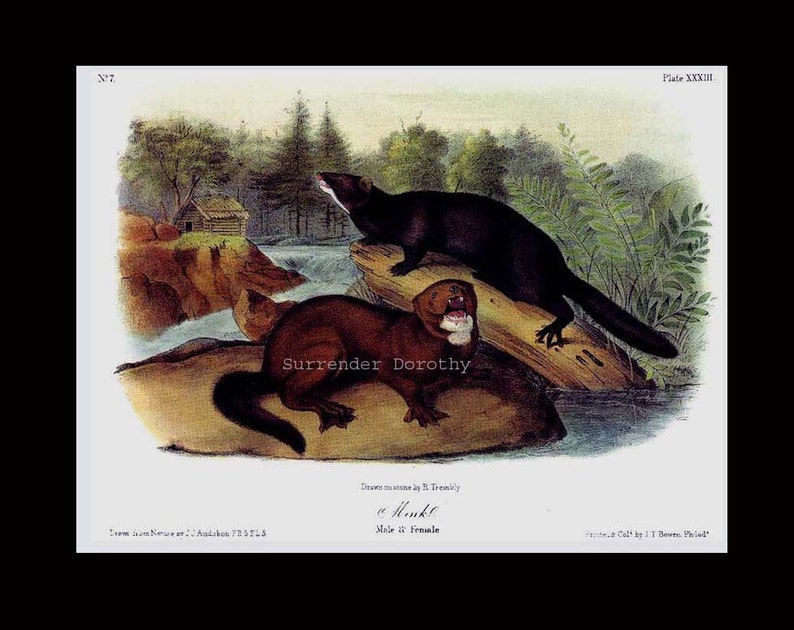 Mink Audubon Vintage Wild Animal Natural History Lithograph Print to ...