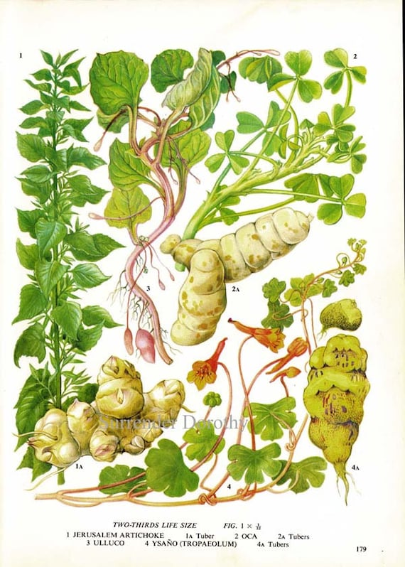 Tuber Diagram