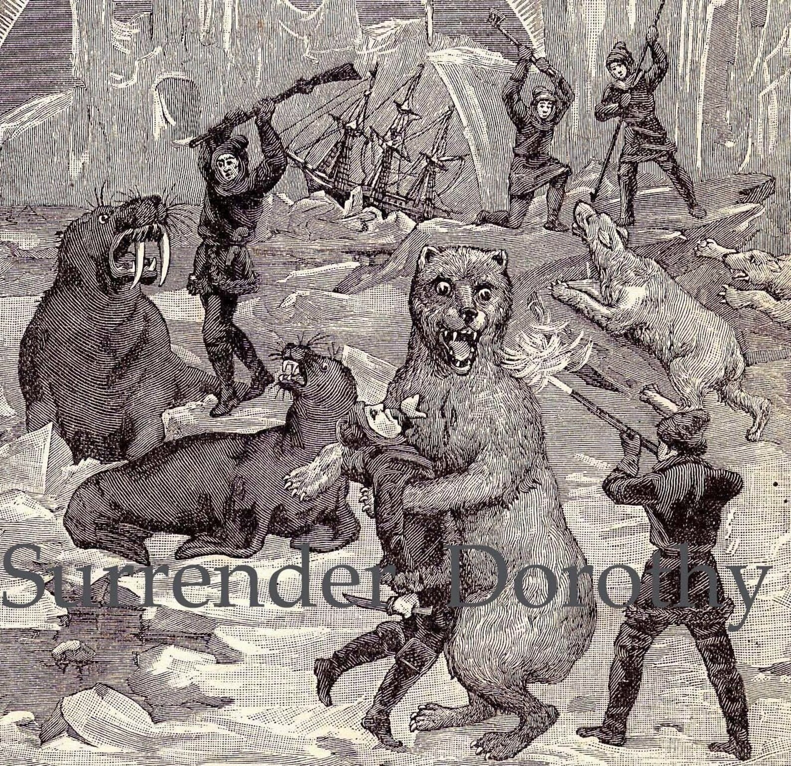 Polar Bears Walrus Explorers Weird Vintage Victorian Print of - Etsy