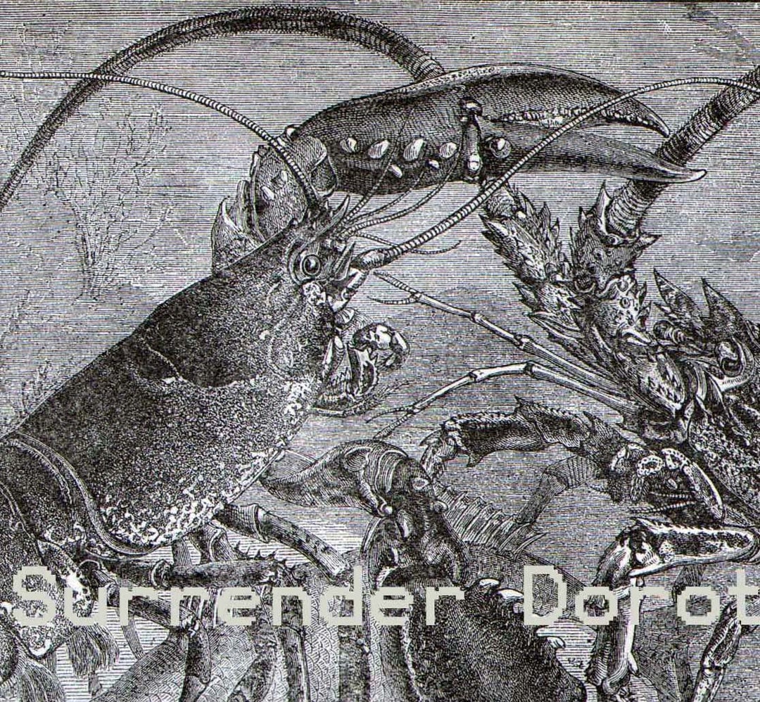 American and Spiny Lobsters 1887 Vintage Victorian Ichtheology Natural ...