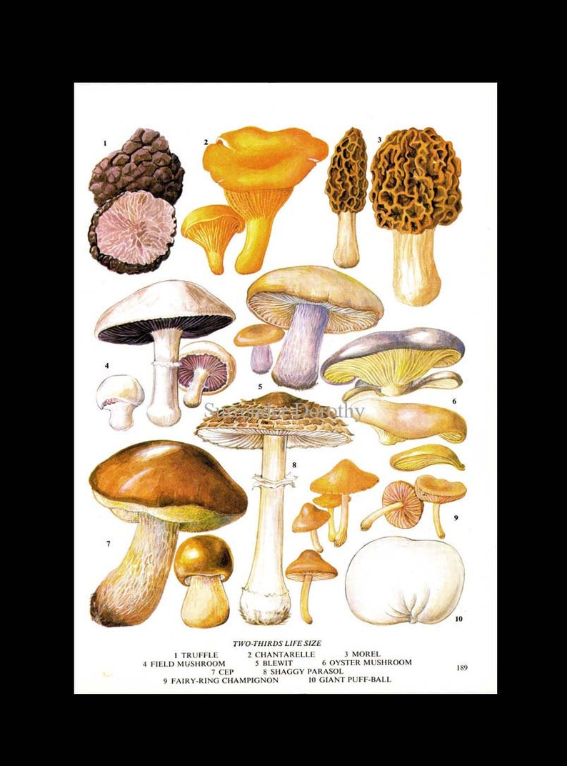 Edible Mushrooms Vegetable Food Chart Botanical Lithograph Illustration ...