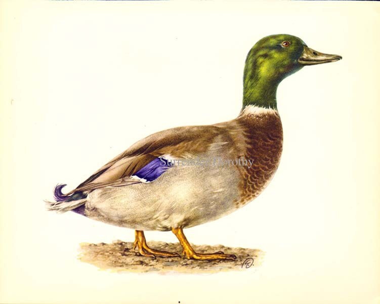 Male Mallard Duck Bird Ornithology Natural History Lithograph Print ...
