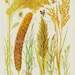 Millet Cereal Grain Food Chart Botanical Lithograph Illustration for ...