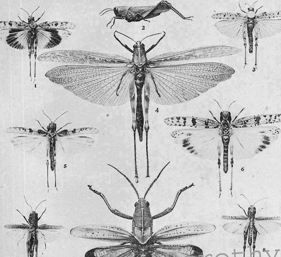 Locust Flying Drawing