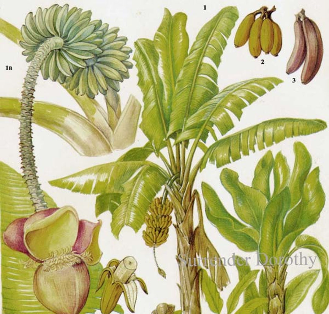 Banana Palm Tree Tropical Fruit Chart Food Botanical Lithograph ...