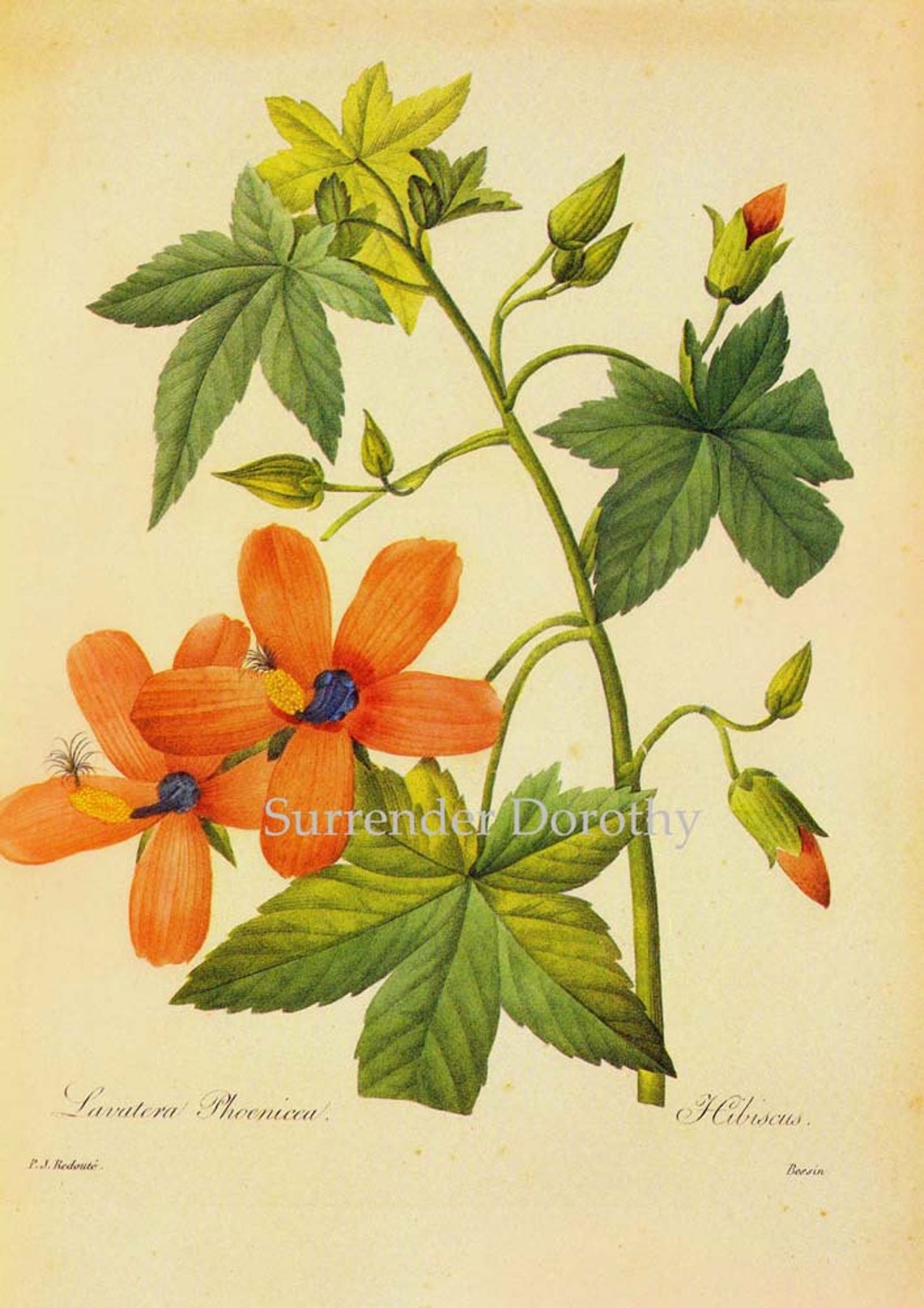 Hibiscus Tree Mallow Latatera Phoenicia Flowers Vintage Illustration ...