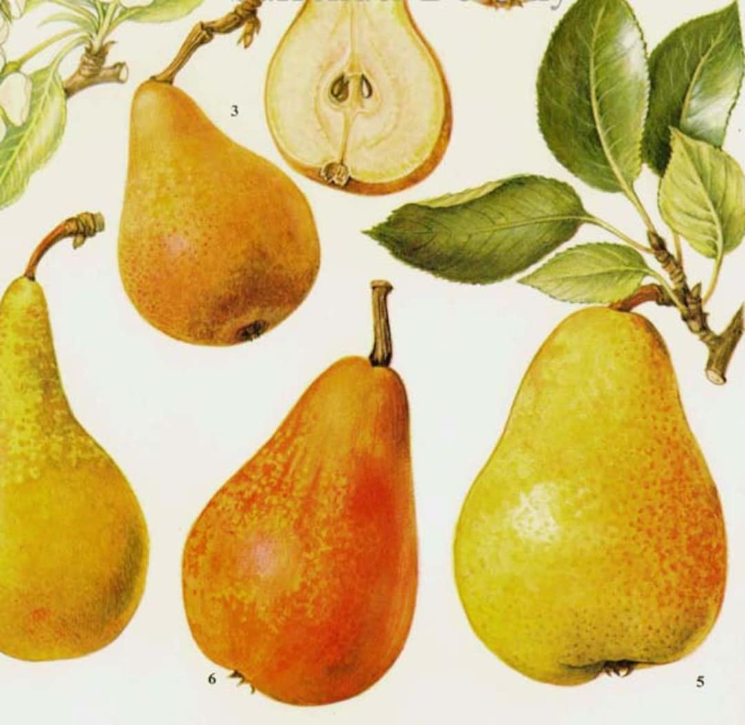 Pear Chart Fruit Flowers Botanical Lithograph Food Illustration for ...