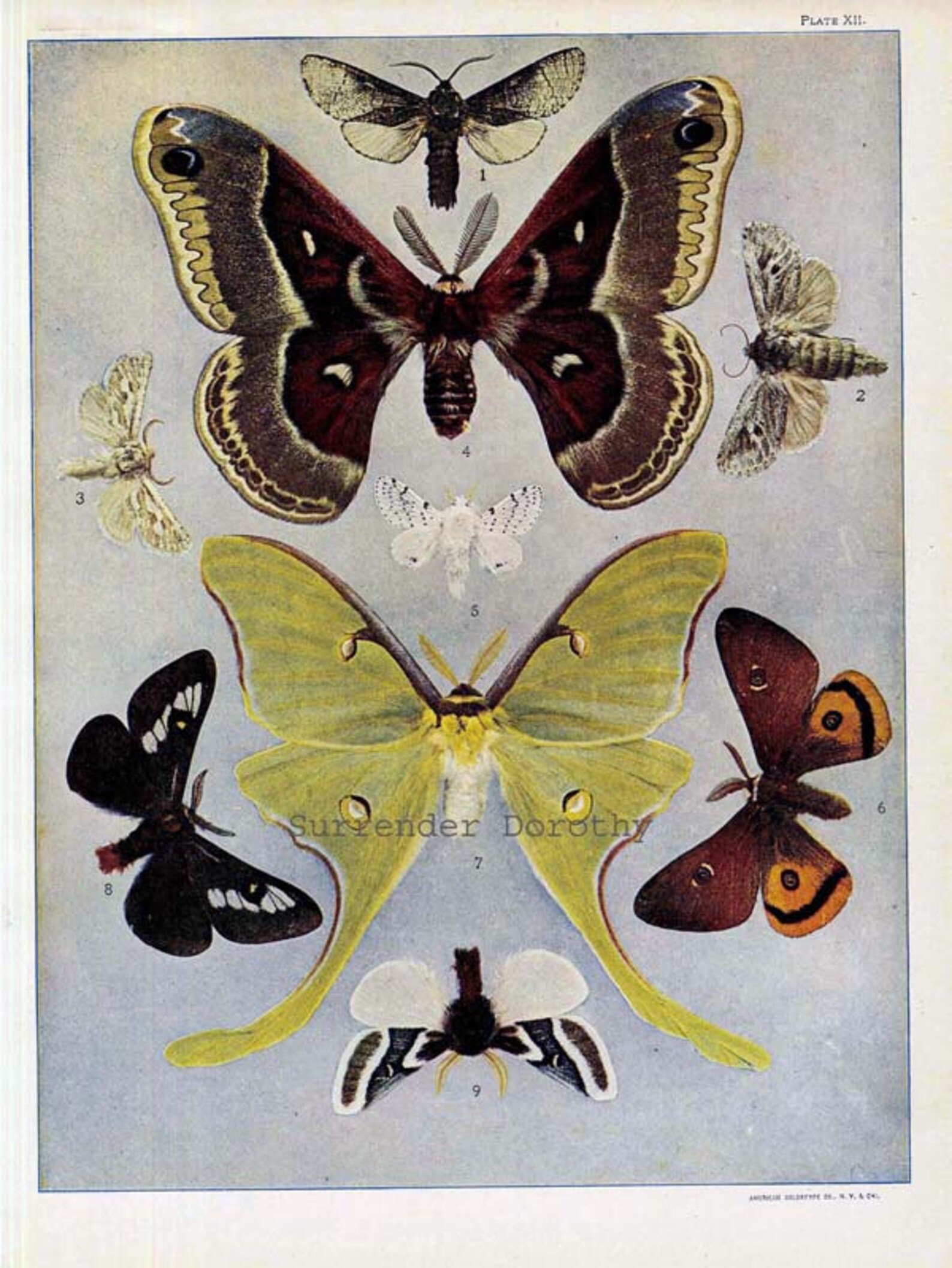 Actias Luna Moth Chart Entomology Vintage Natural History 1907 - Etsy