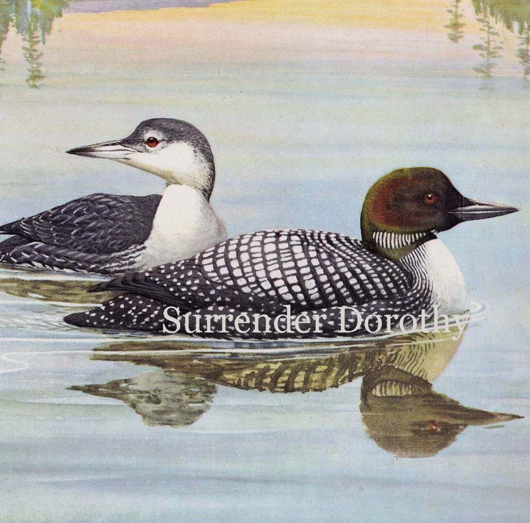 Common Loon Family Natural History Ornithology Waterfowl Illustration ...