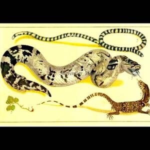 Snake Versus Lizard Serpent Herpetology Seba Natural History Lithograph ...