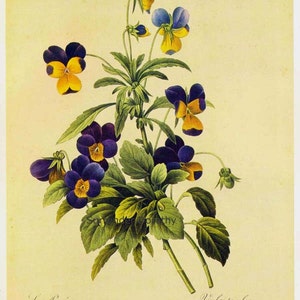 Johnny Jump-ups Viola Tricolor Vintage Wildflower Botanical ...