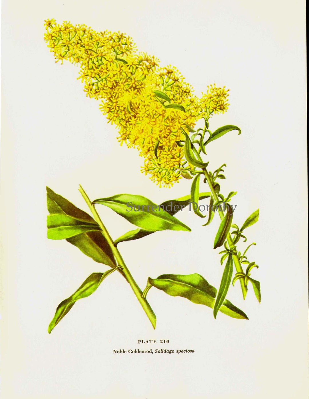 Noble Goldenrod Flower 1950s Vintage Botanical Lithograph Art Print to ...