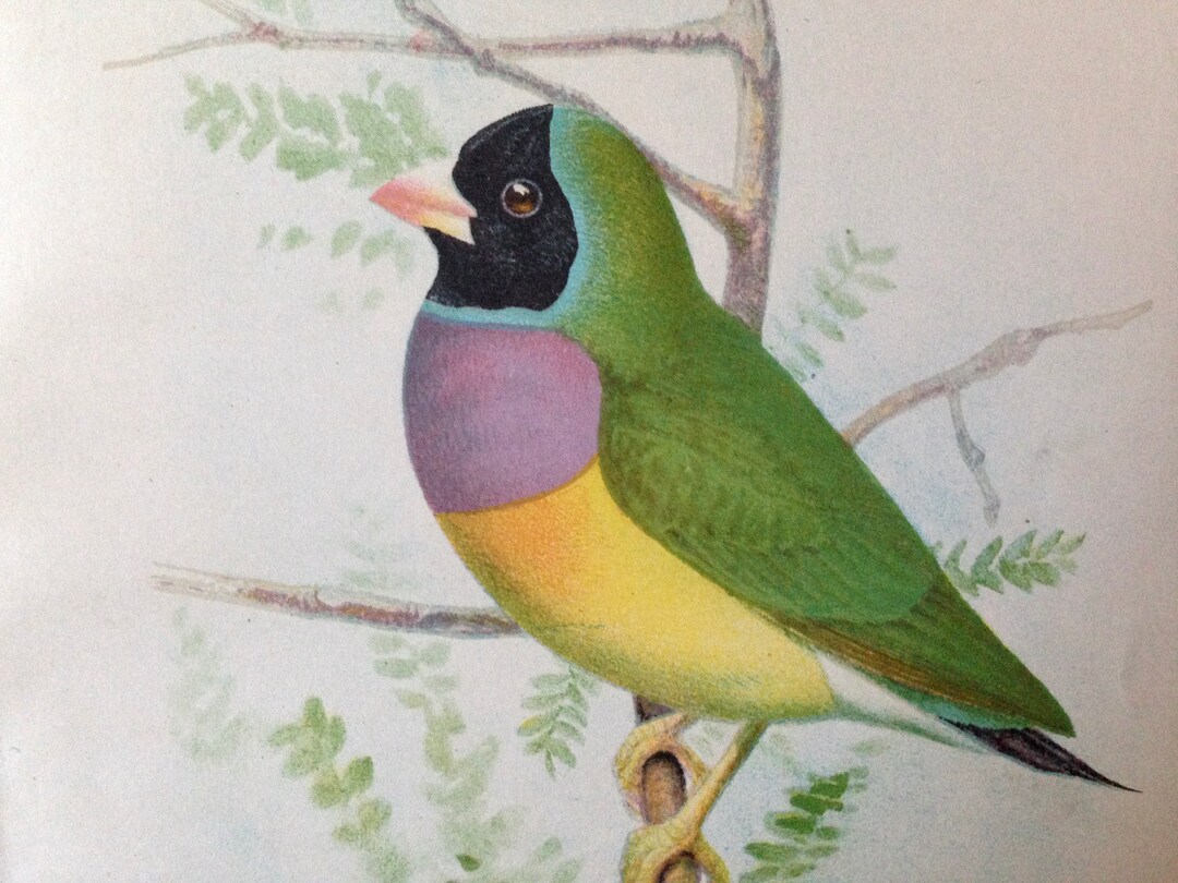 Lady Gould Finch 1906 USDA Vintage Edwardian Ornithology Natural ...