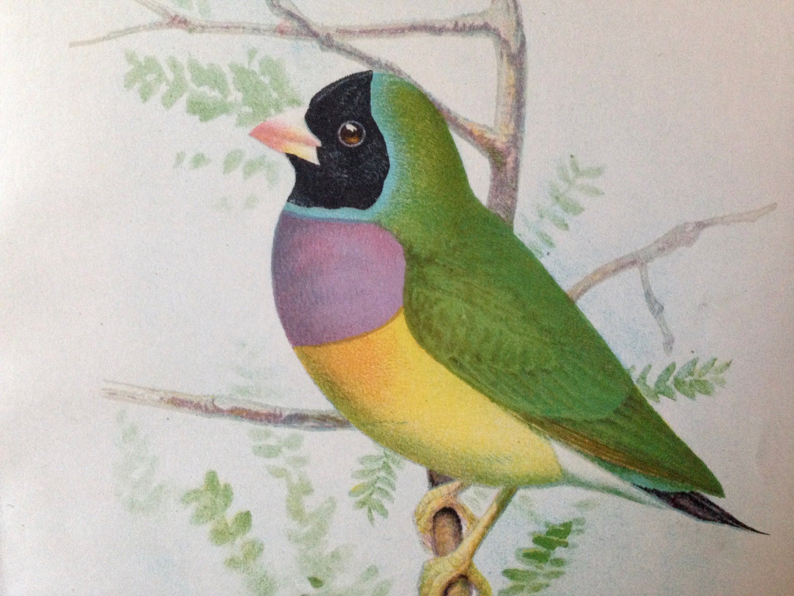 Lady Gould Finch 1906 USDA Vintage Edwardian Ornithology Natural ...