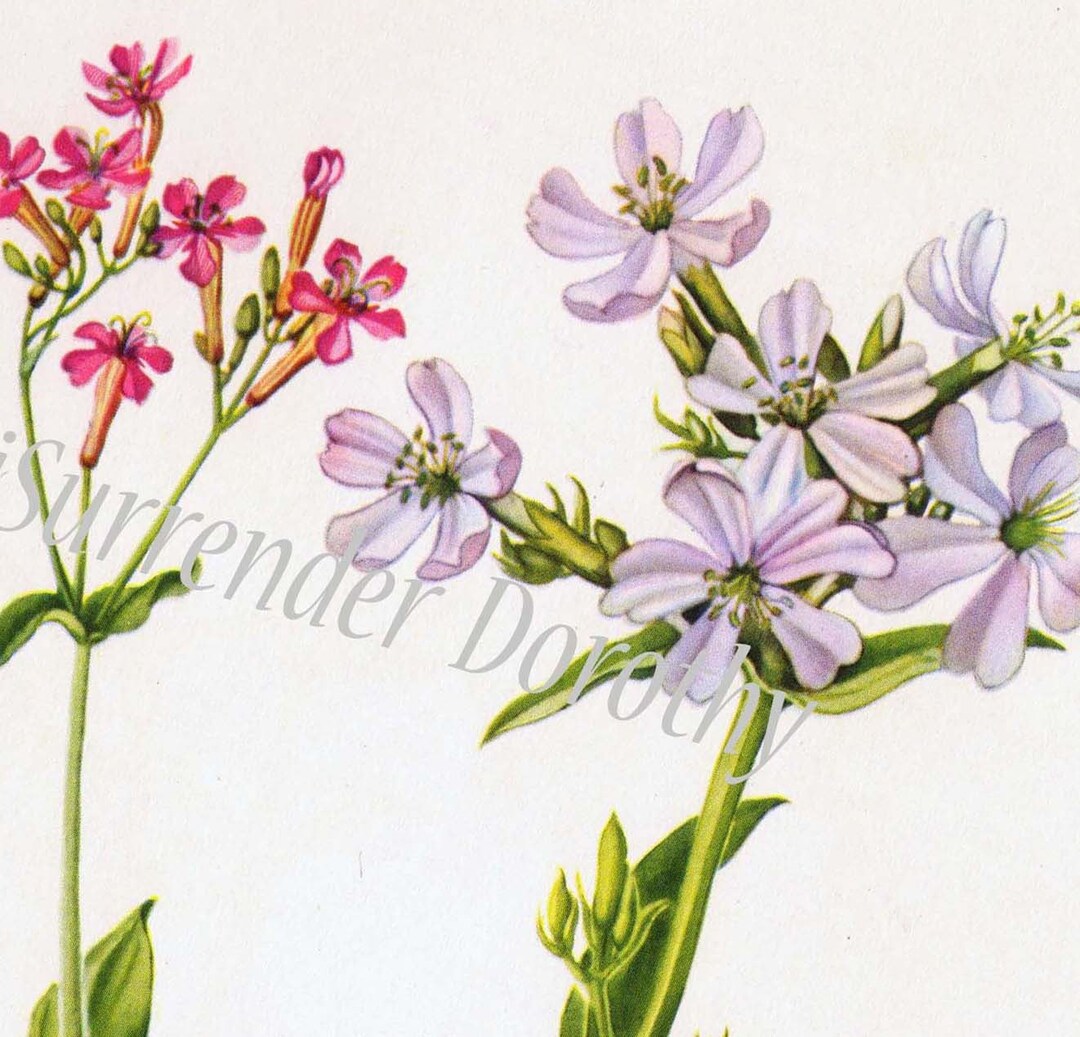 Sweet William Catchfly Bouncing Bet Flowers Vintage Botanical ...