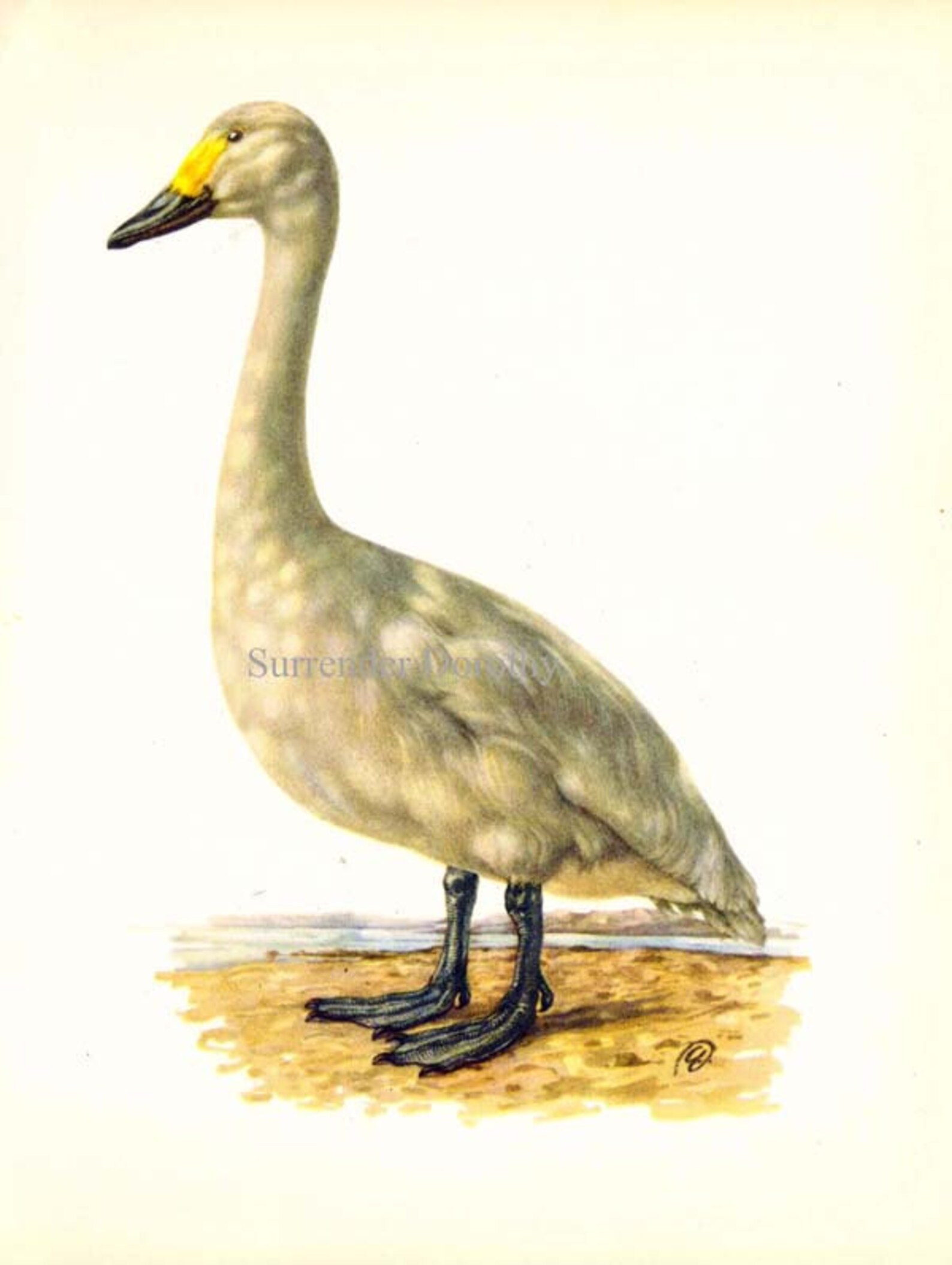 Berwick Swan Cygnus Berwickii European Water Bird Ornithology Natural ...