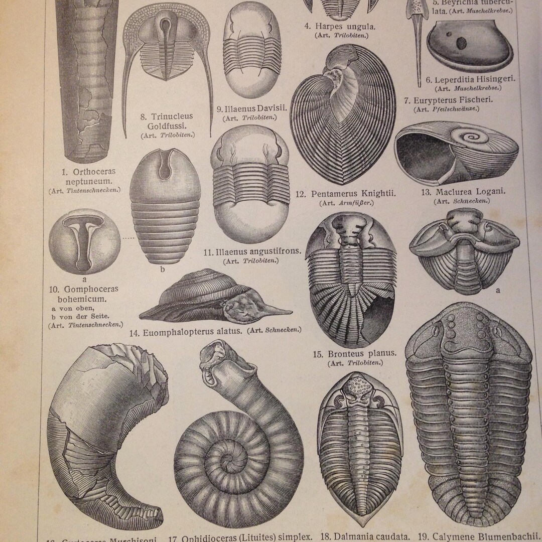 Silurian Period Ocean Fossil Specimens 1903 Vintage Marine Biology ...