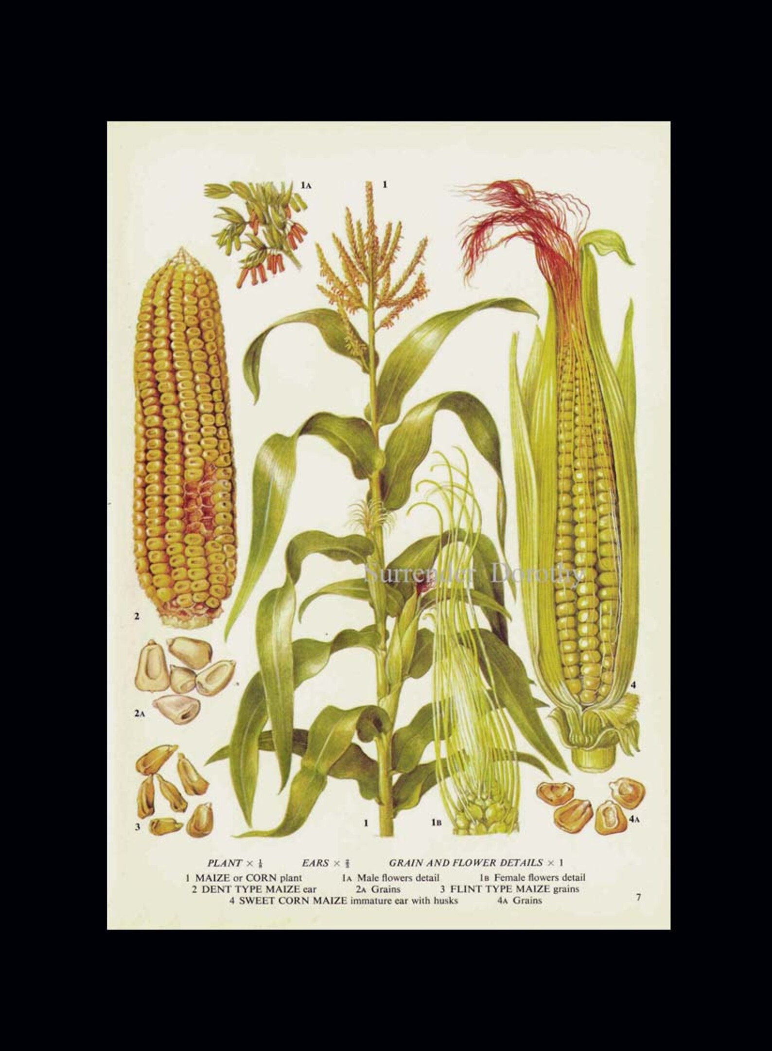 Corn Maize Cereal Grain Food Chart Botanical Lithograph | Etsy