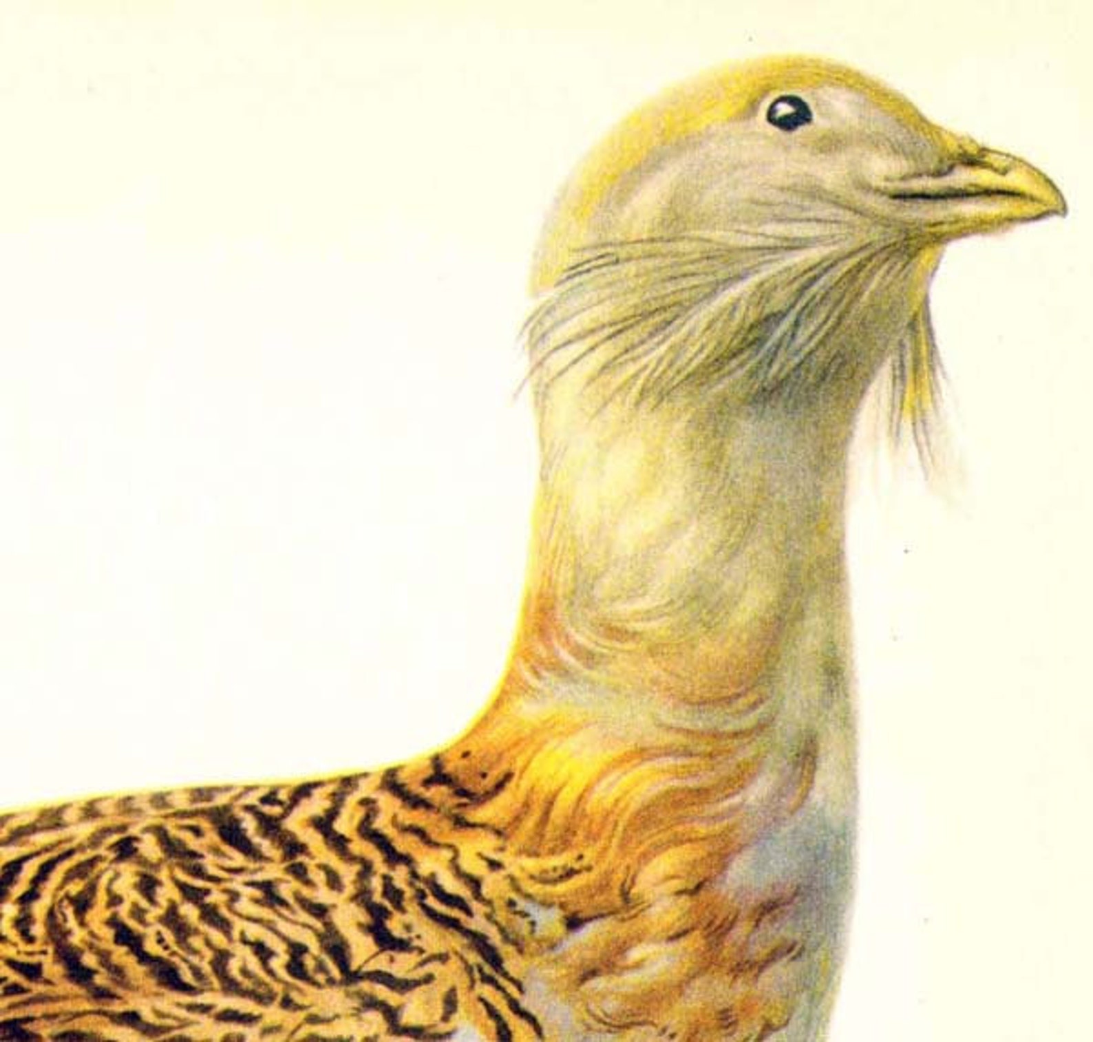 Great Bustard Otis Tarda Bird Ornithology Natural History - Etsy