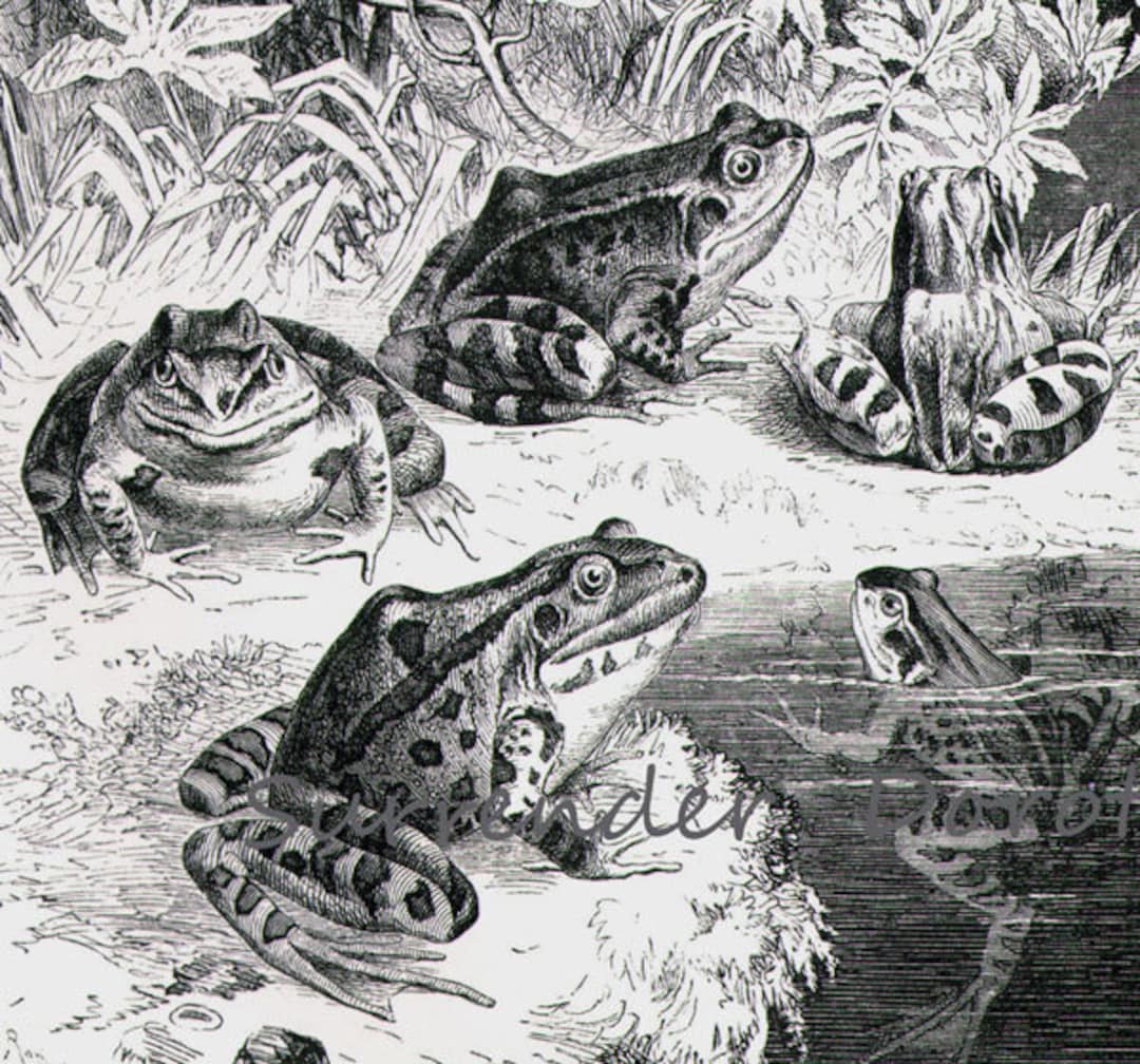 Pond Frog Herpetology Victorian Amphibians 1870s Black & White Natural ...