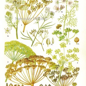 Dill Cumin Fennel Coriander Spice & Herb Chart Plant Flowers Food Chart ...