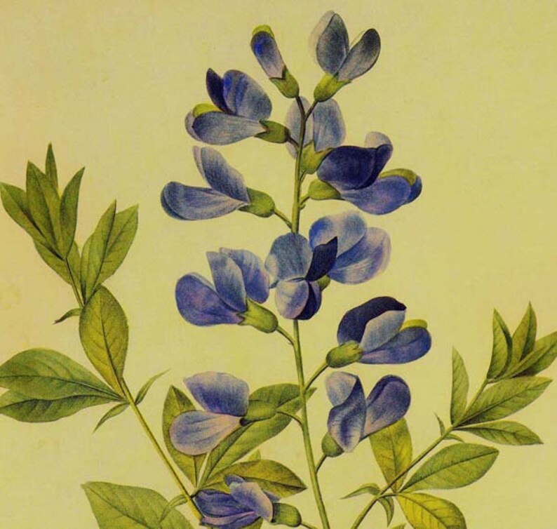 Baptista Australis False Indigo Wild Flower Vintage Lithograph | Etsy