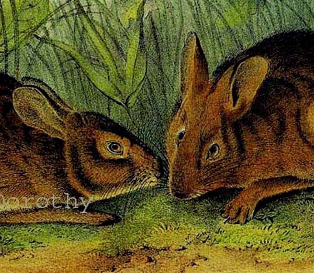Marsh Hare Rabbit Audubon Naturalist Vintage Wild Animal Lithograph ...