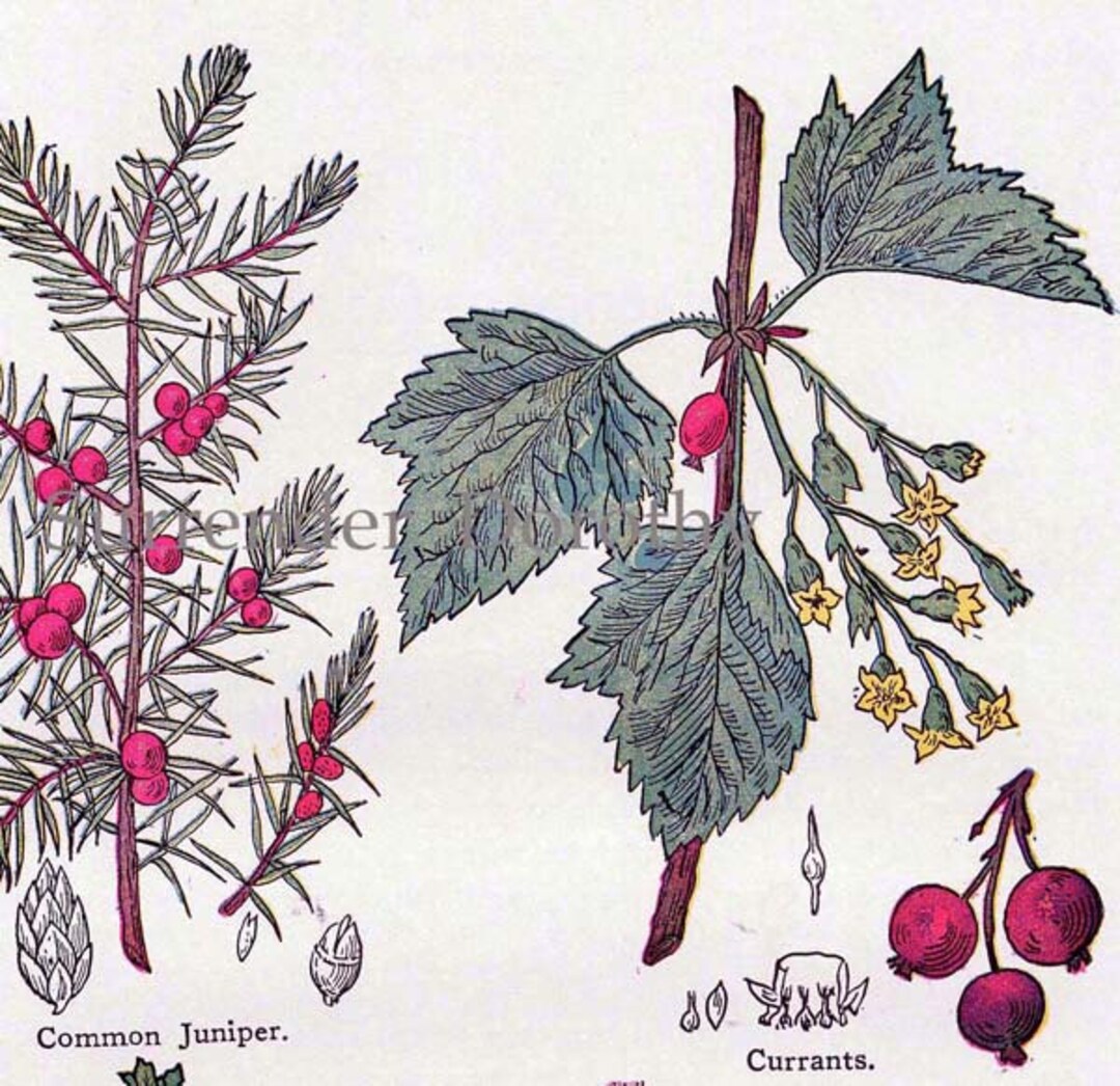 Juniper Currant Hoarhound Colt's Foot 1907 Healing Medicinal Plant ...