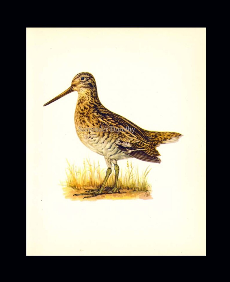 Common Snipe Capella Galinago Bird European Ornithology Vintage Natural ...