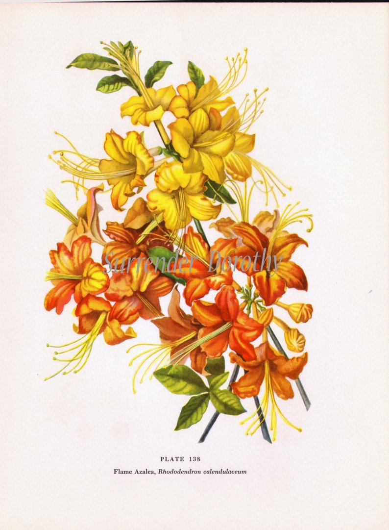Flame Azalea Flowers Botanical Art Print Vintage 1950s - Etsy