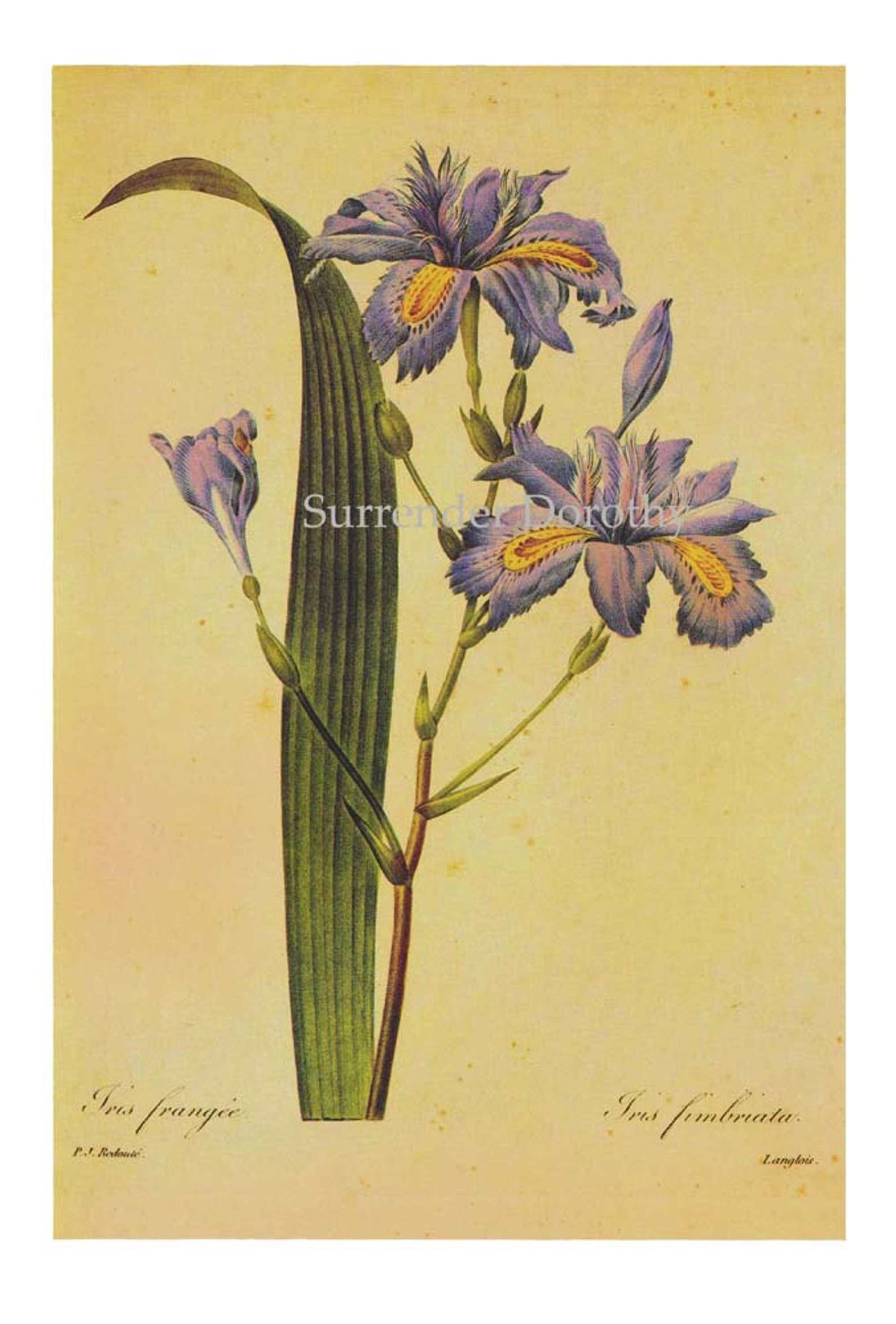 Japanese Iris Japonica Vintage Illustration Wild Flower - Etsy