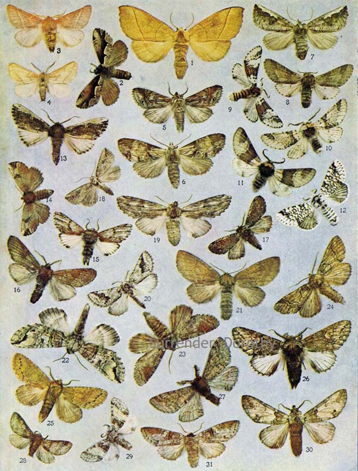 Nadata Hyparpax & Schizura Moth Chart Entomology Vintage - Etsy