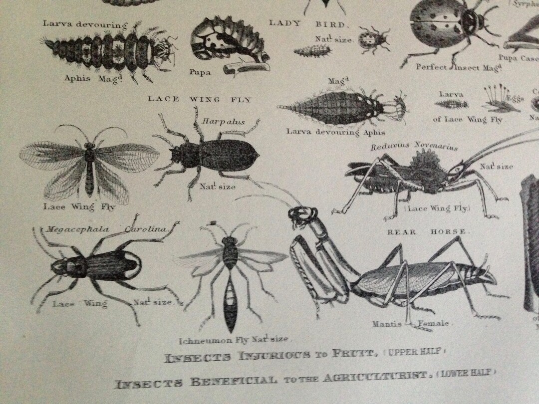 Bad Bugs Insects Injurious & Beneficial Fruit Trees Plants 1892 ...