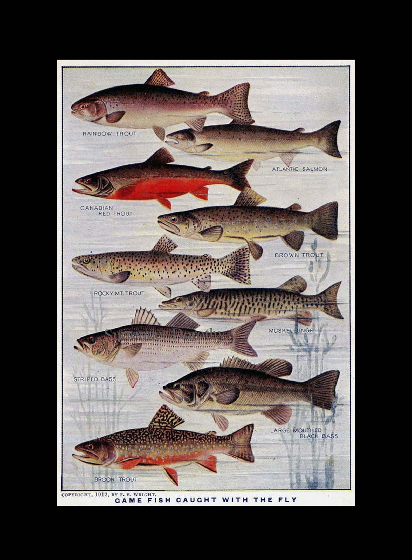 Game Fish Fresh Water Chart Edwardian Era 1912 Vintage Lithograph ...