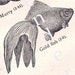 Nine Fish Natural History Chart 1906 Engraved Illustrations to Frame - Etsy