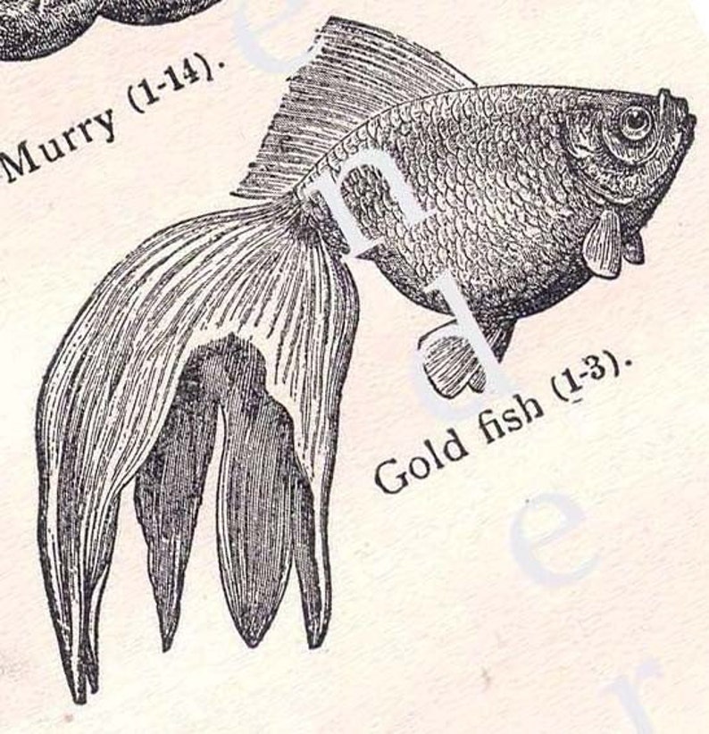 Nine Fish Natural History Chart 1906 Engraved Illustrations to - Etsy