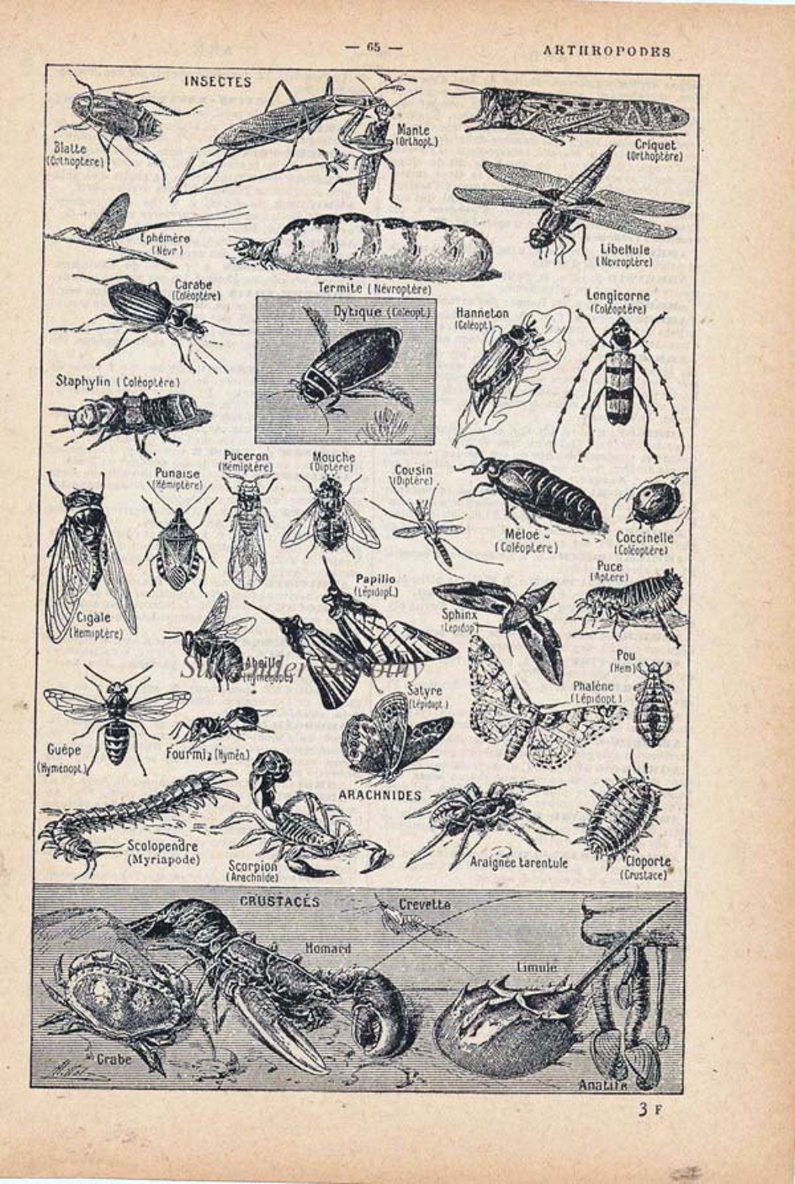 Insects & Crustaceans French Dictionary Paris France Natural | Etsy
