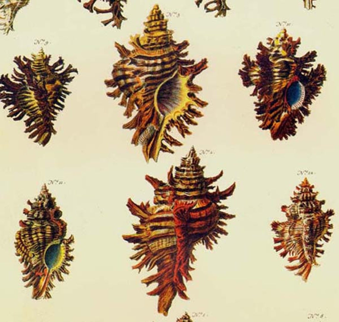 Murex & Whelk Shells South Pacific Caribbean Seba Vintage Conchology ...